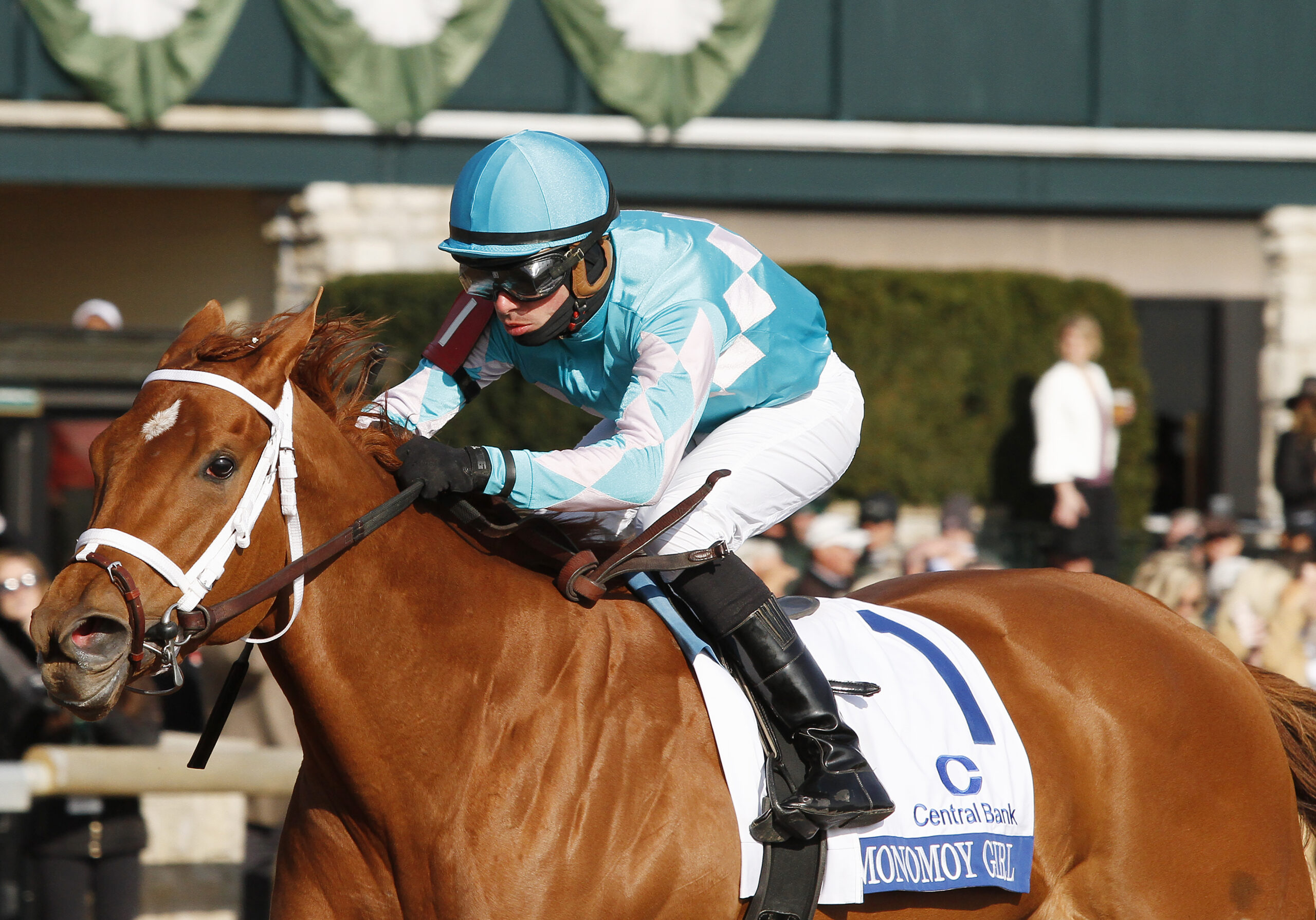 MONOMOY GIRL a la cría – Hipismo.Net