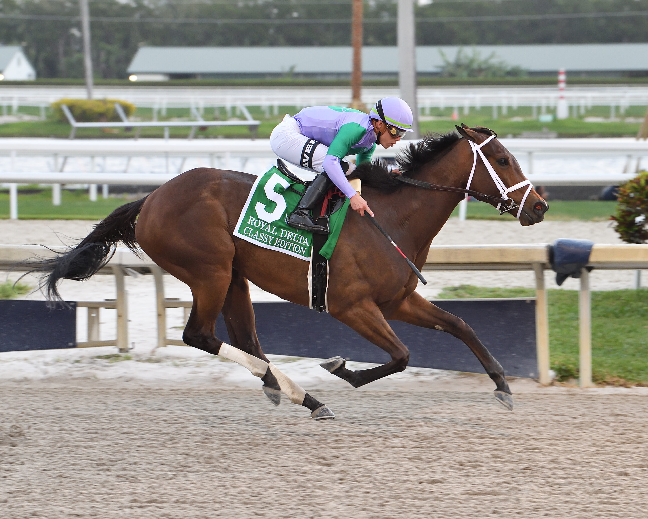 CLASSY EDITION derrota a KATHLEEN O en el Royal Delta Stakes | Hipismo ...