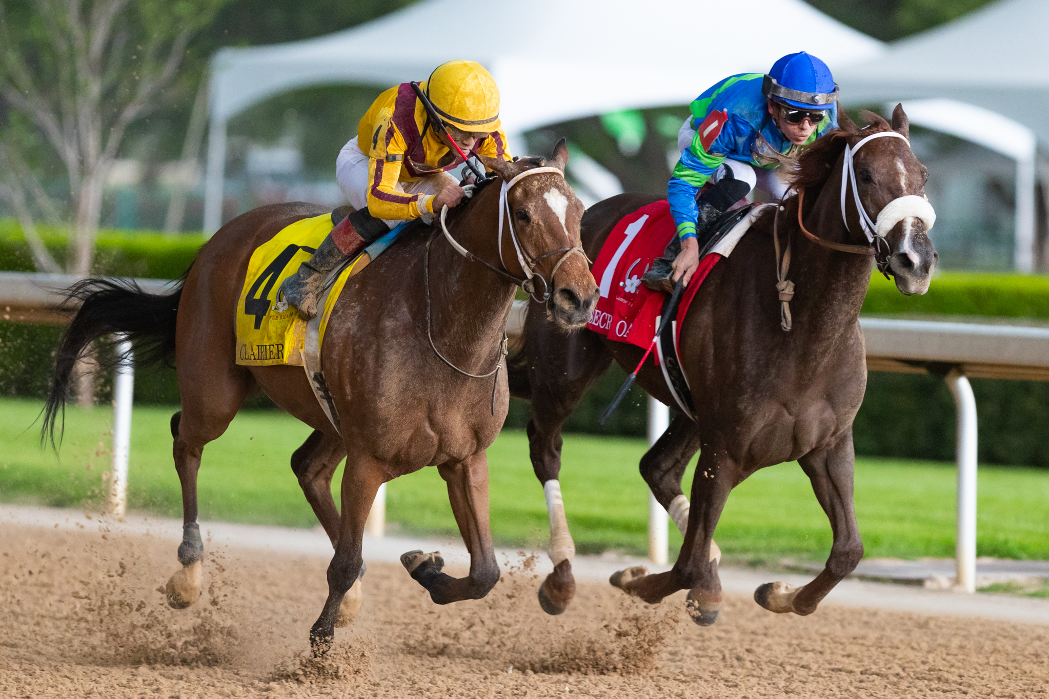 CLAIRIERE liquida a SECRET OATH en el Apple Blossom Handicap | Hipismo ...