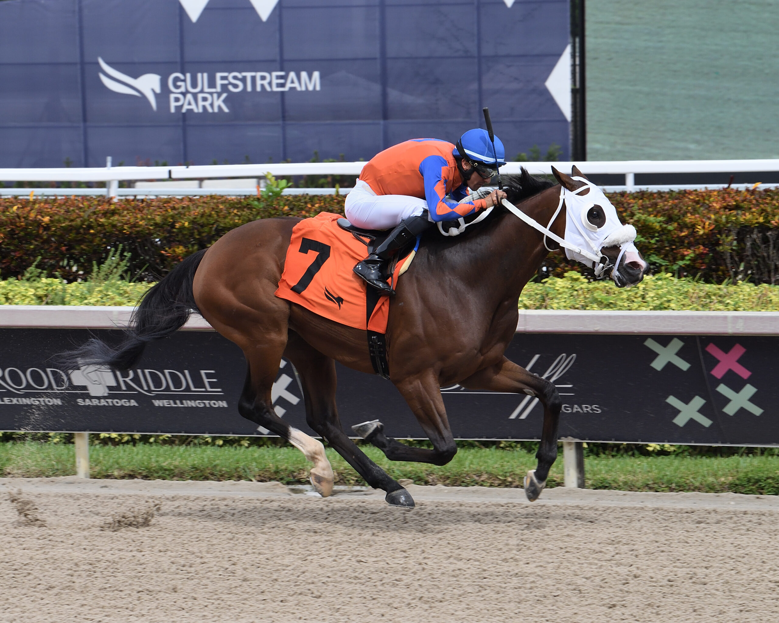 BIG AND CLASSY hace honor a su nombre en el Jackson Bend | Hipismo.Net