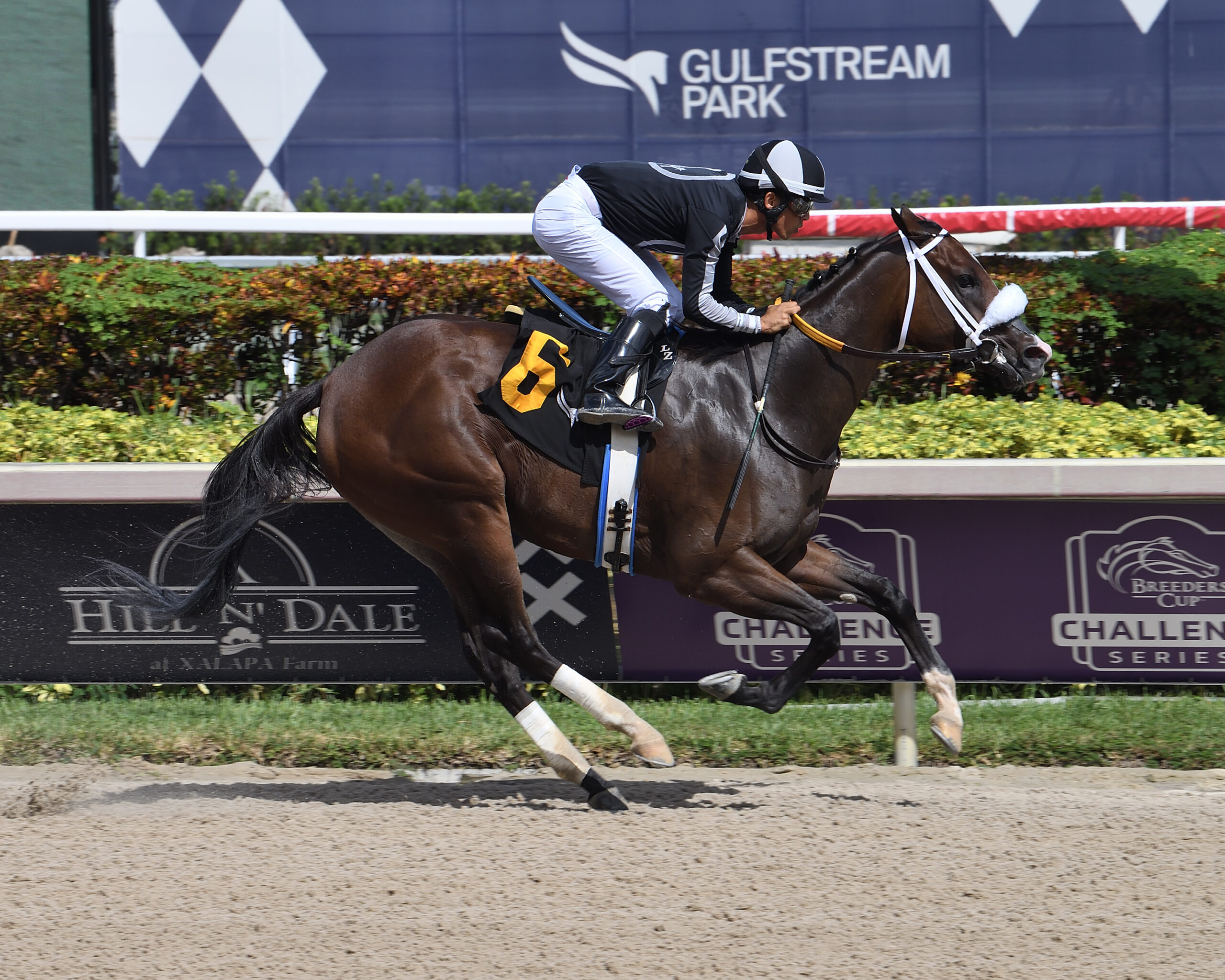 La invicta R HARPER ROSE deslumbra en Gulfstream | Hipismo.Net