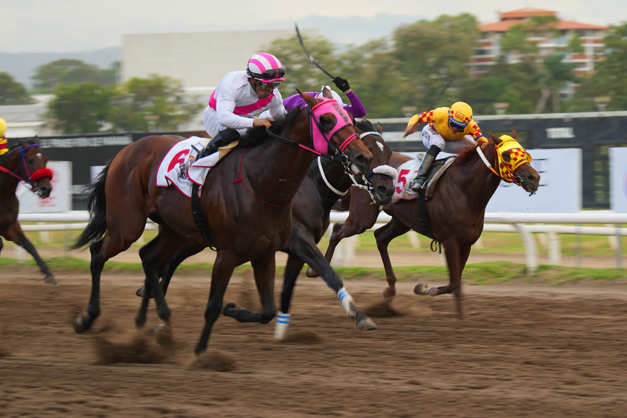 #SHC2023 | Con la victoria de BLESSED BEN HUR en el LV Clásico del ...