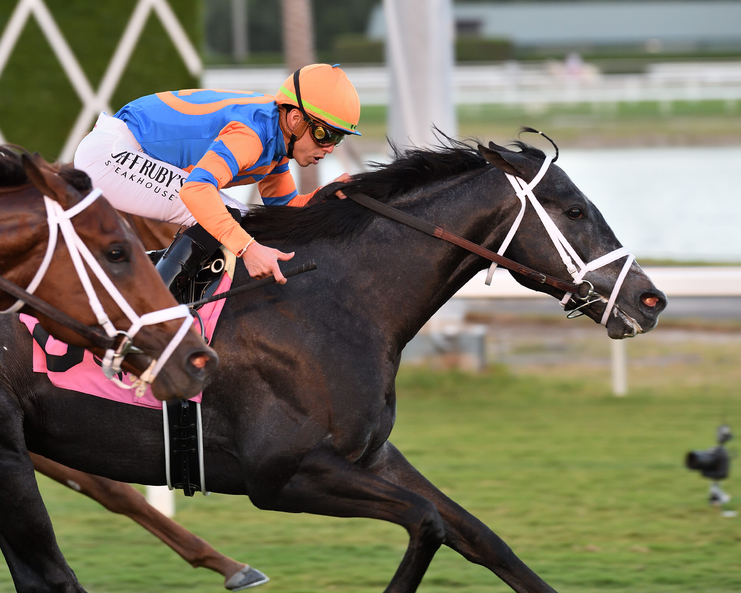 NOTED regresa con éxito en la grama del Pulpit Stakes | Hipismo.Net