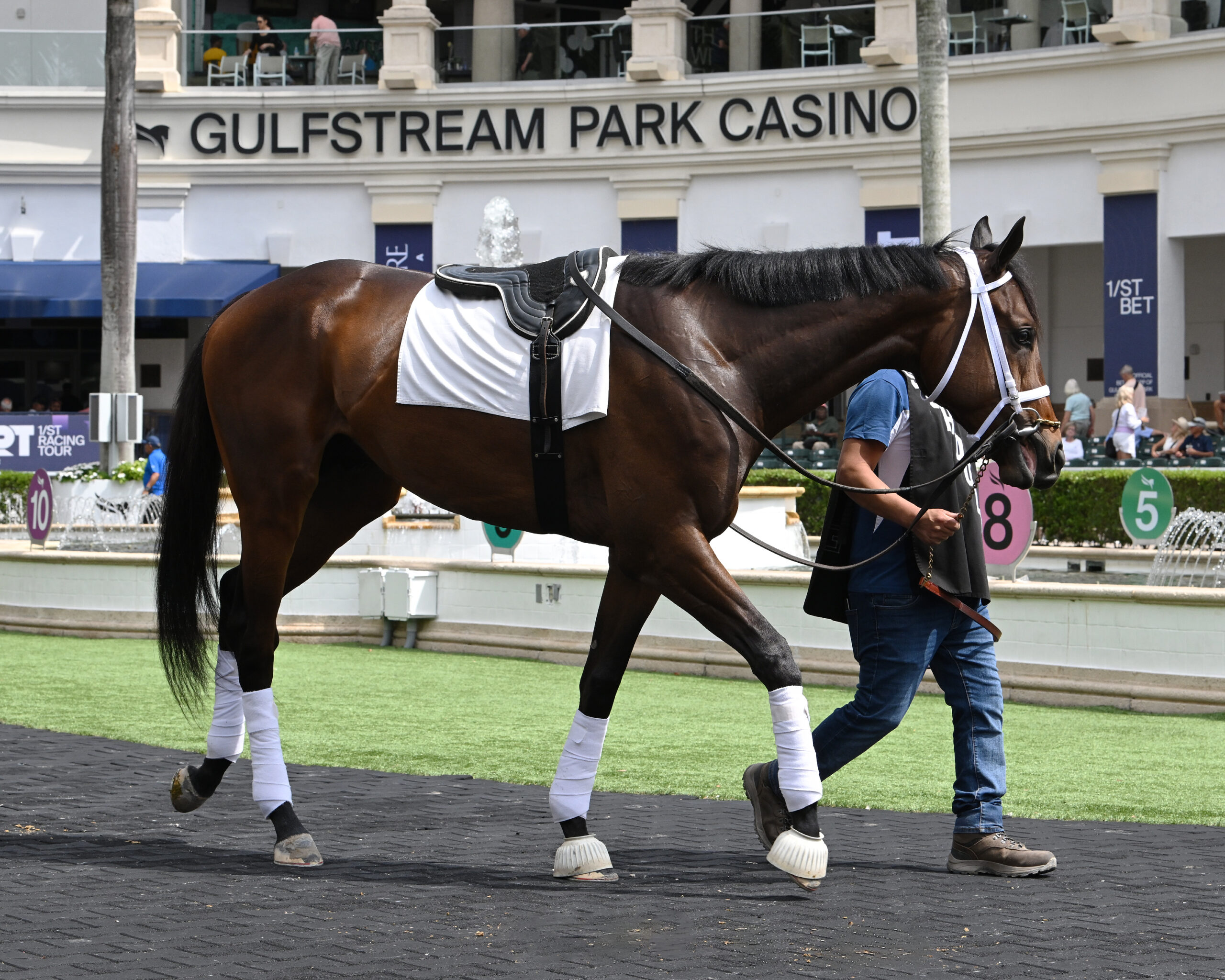 FIERCENESS 'Perfecto' en el schooling para el Florida Derby (G1 ...