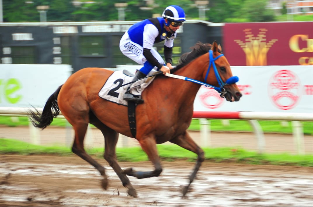 JAQUE DOBLE logra la triple corona nacional para potrancas en Panamá | Hipismo.Net