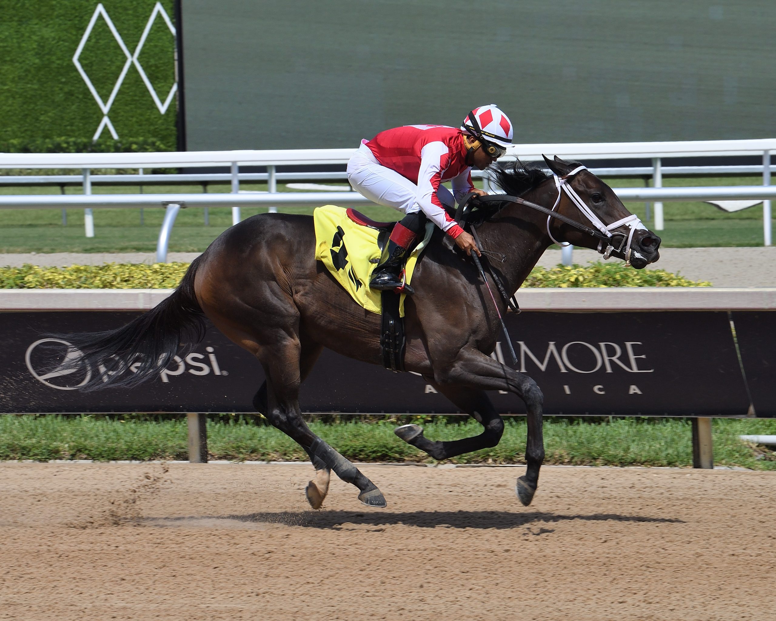 WIN N YOUR IN no falla en el Sharp Susan | Hipismo.Net