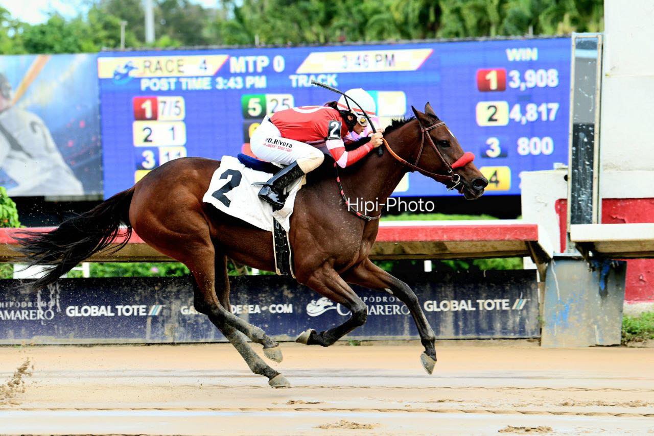 Dalila Rivera debuta ganando en Camarero | Hipismo.Net