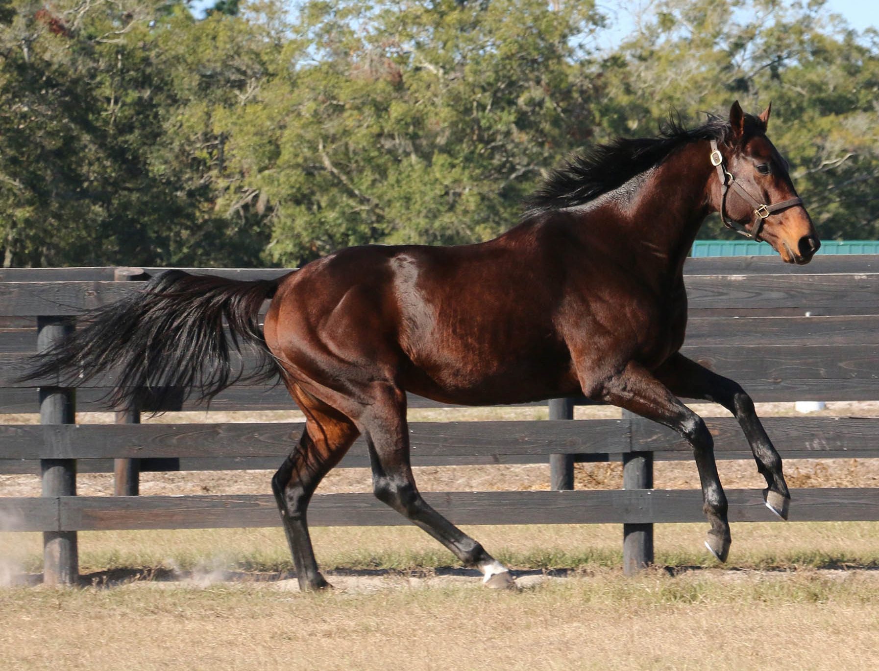 MR FISK, el ARROGATE de Pleasant Acres Stallions | Hipismo.Net