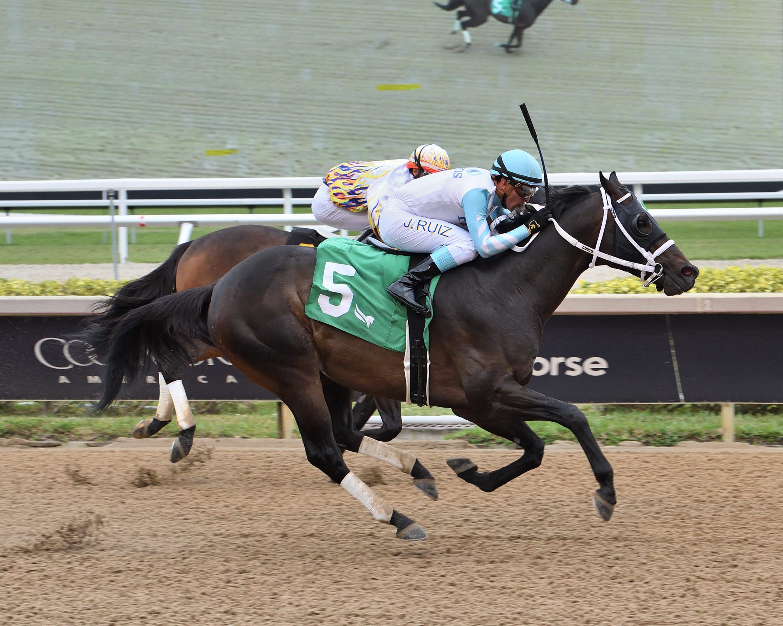 SUPER CHOW ejercita el miércoles para el Golden Shaheen | Hipismo.Net