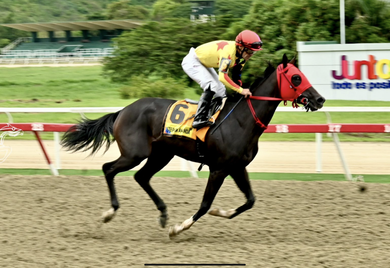 ETERNA AMANDA a una de la Triple Tiara en Venezuela | Hipismo.Net