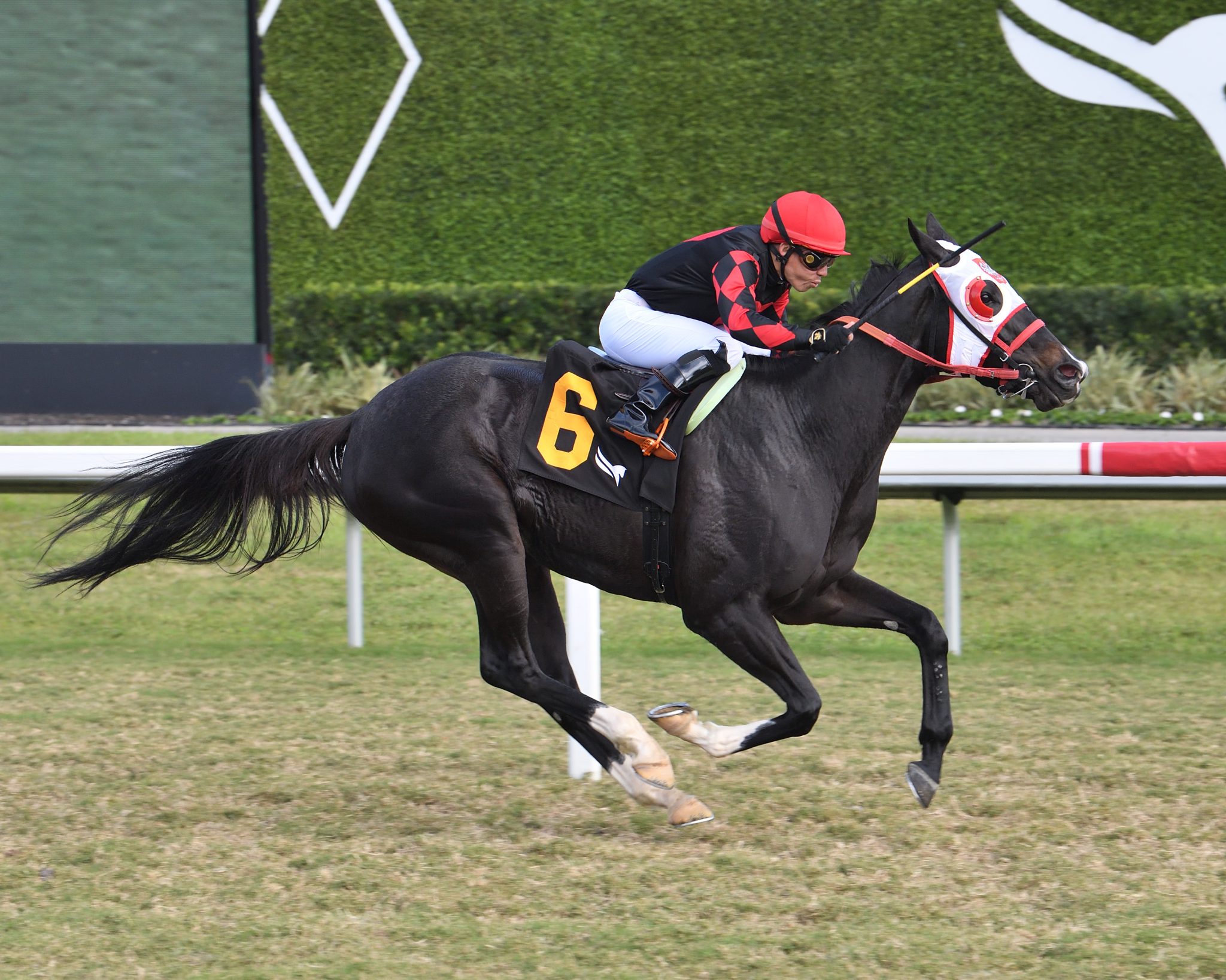 ASHIMA a revalidar su triunfo en la Sunshine Filly & Mare Turf ...